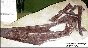 Pteranodon dig -1996